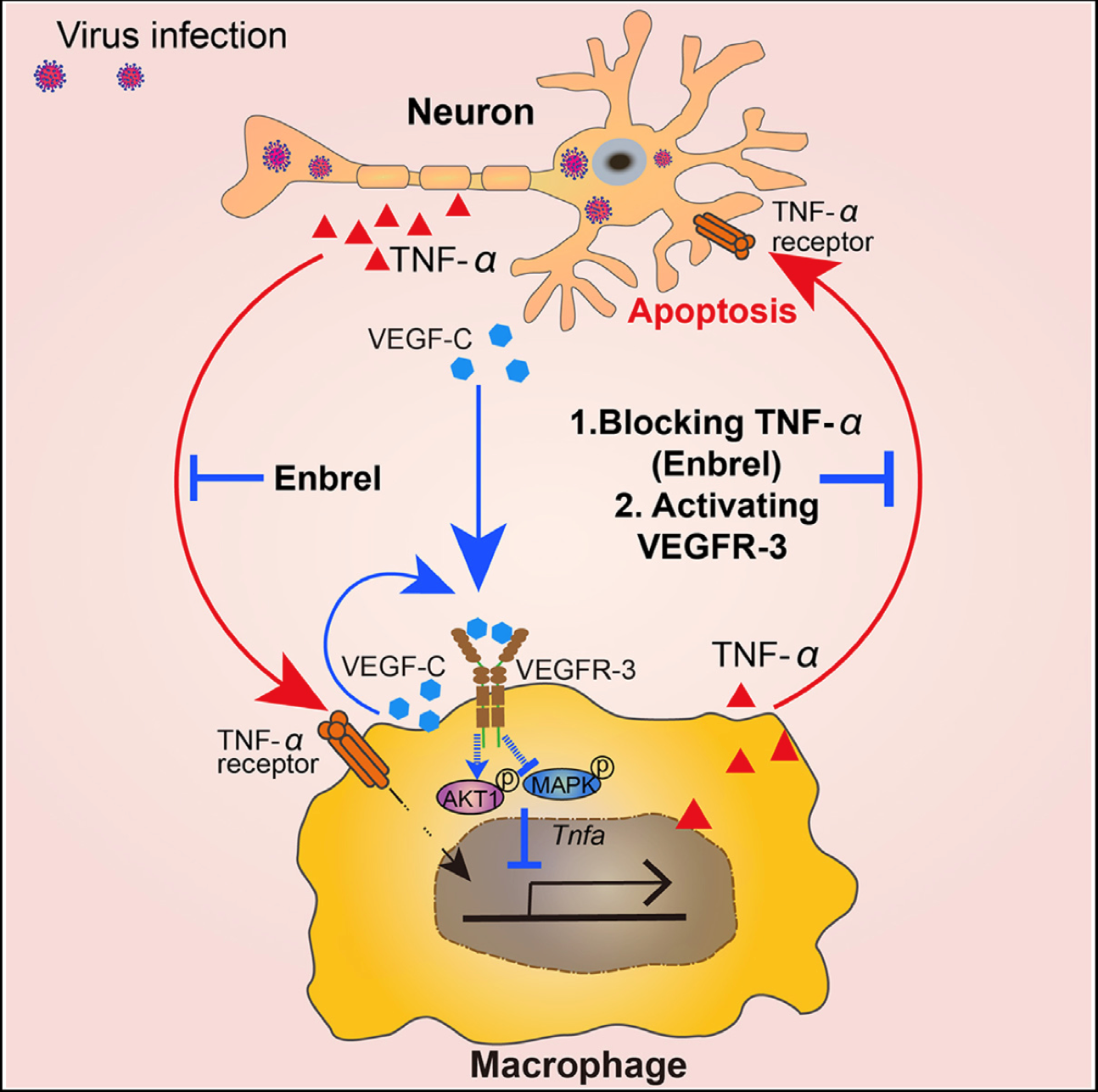 Cell子刊报道魏滨实验室中枢神经系统感染方面的最新研究成果-上海大学生命科学学院